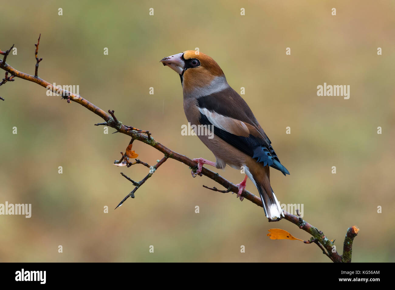 Hawfinch Uk High Resolution Stock Photography and Images - Alamy