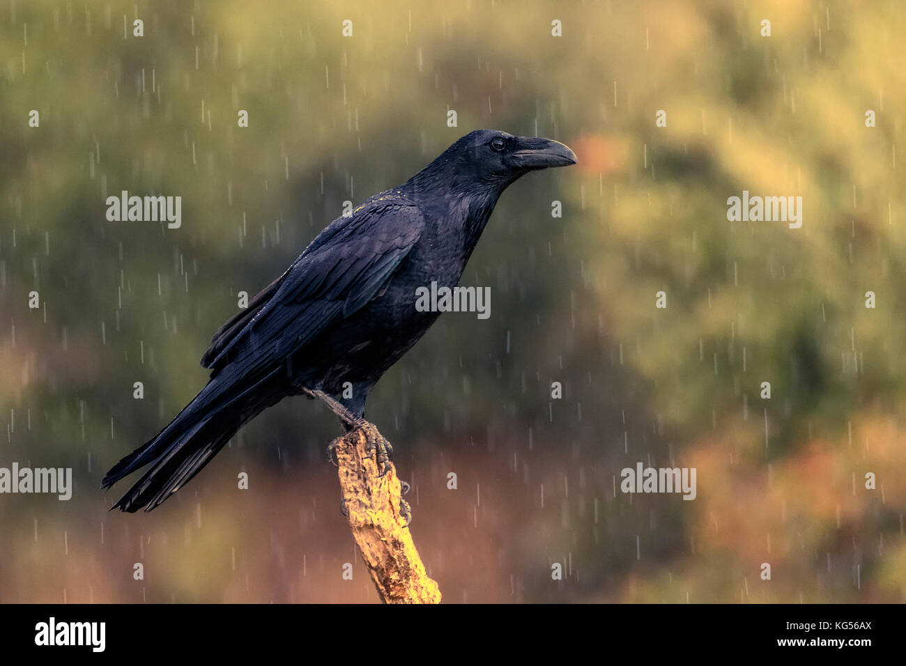 raven, corvus corax Stock Photo - Alamy