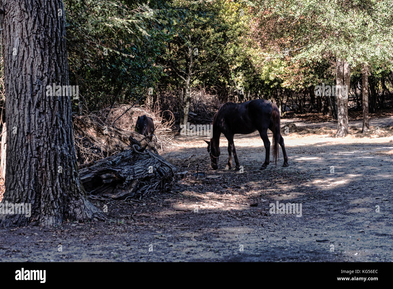 Greek family photographs hi-res stock photography and images - Alamy