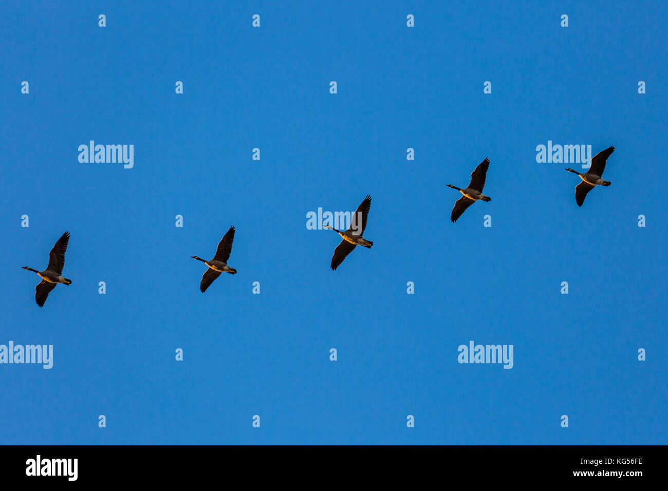 Canada Geese fyling south for the fall migration Stock Photo - Alamy