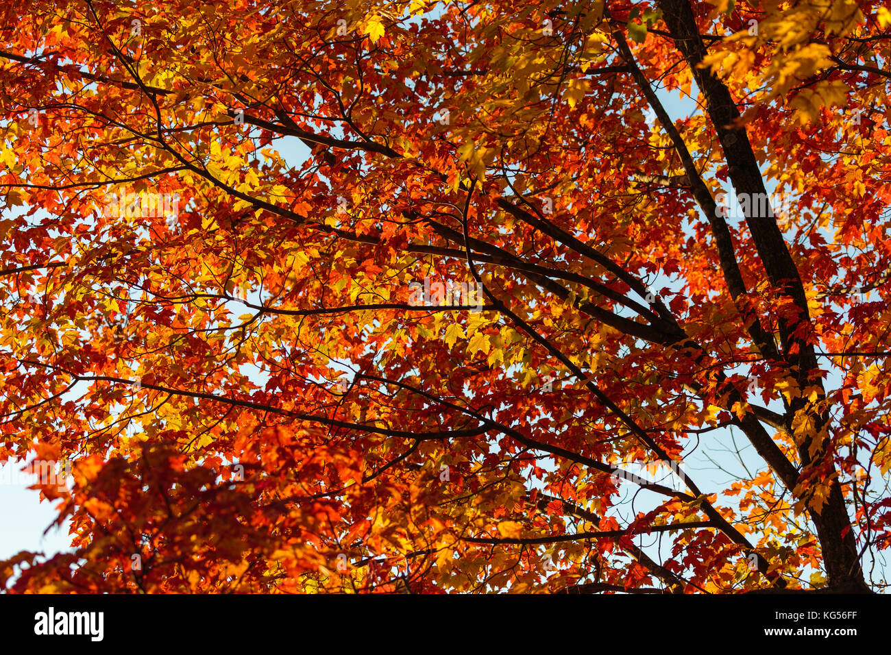 Colorful Wisconsin Maple tree in October with sunlight on the leaves ...