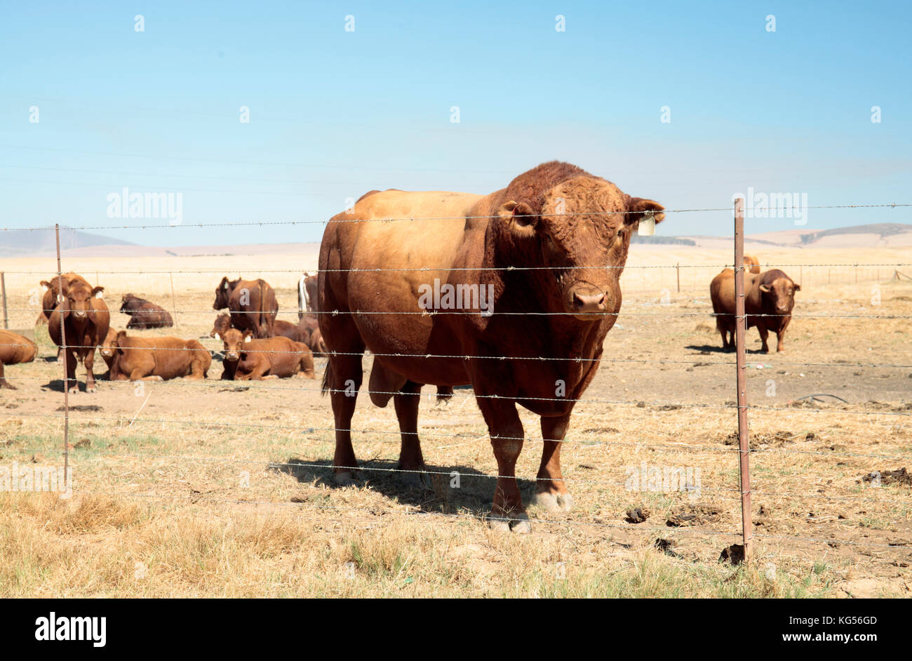 Bonsmara Cattle (Bos taurus), near L'Agulhas, Western Cape, South ...