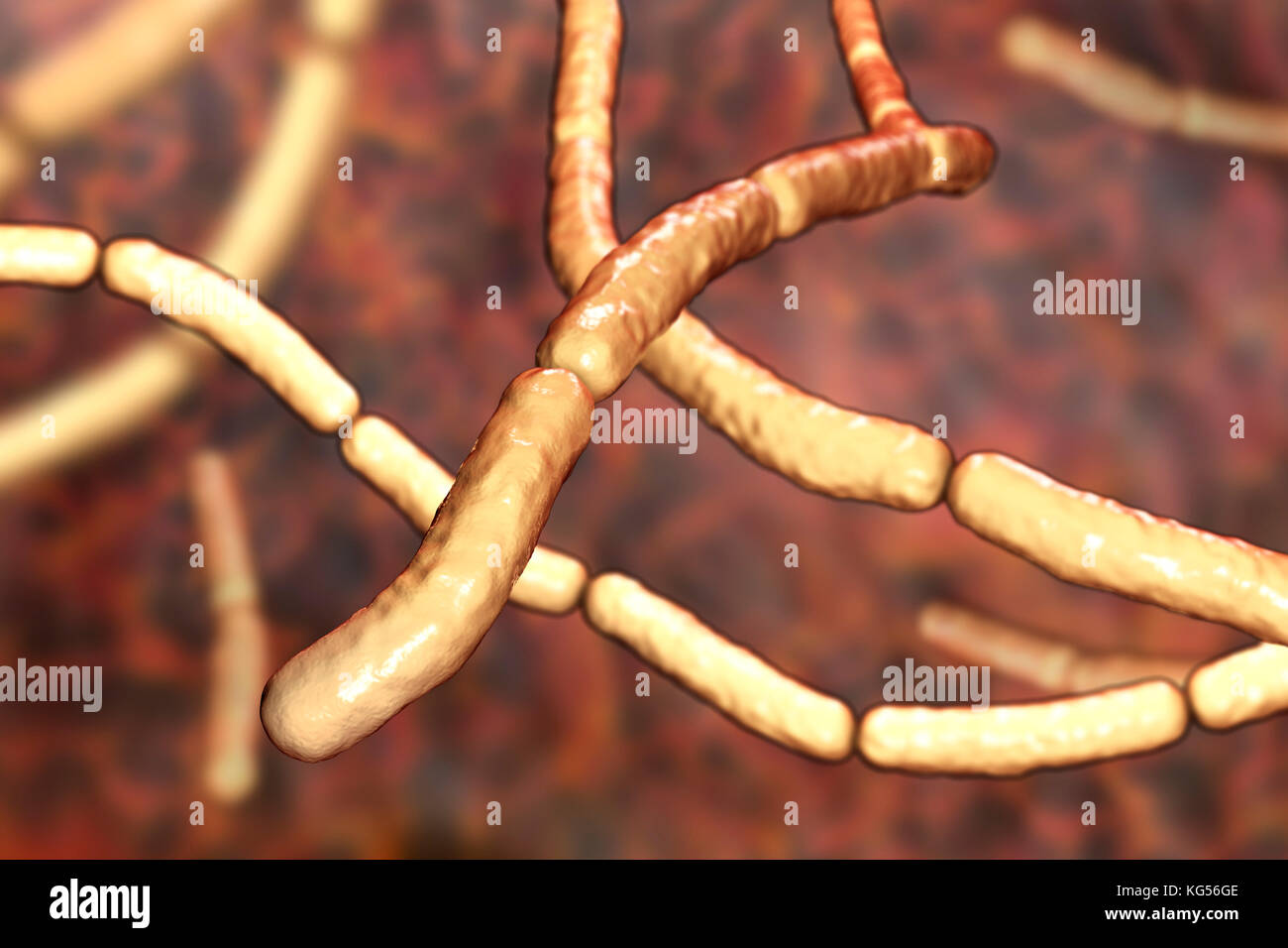 Bacillus subtilis bacteria hi-res stock photography and images - Alamy