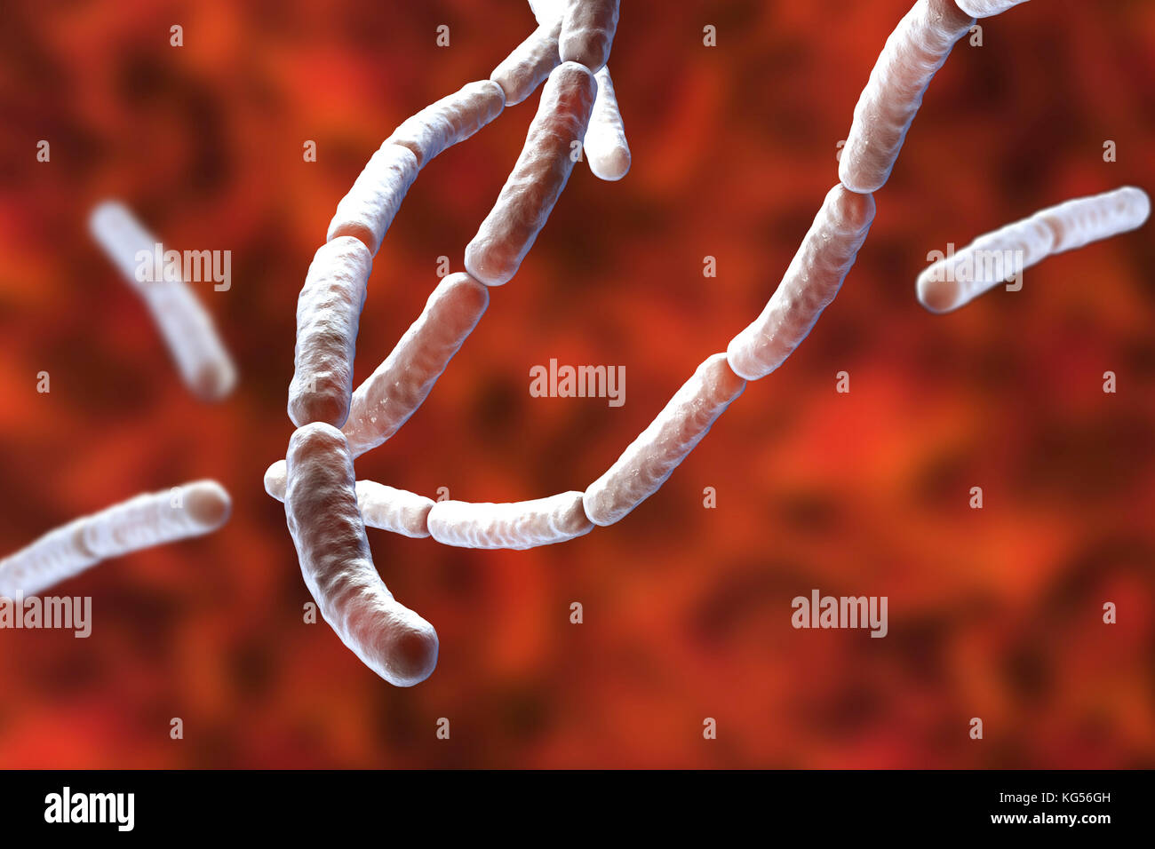 Bacillus Subtilis In Humans