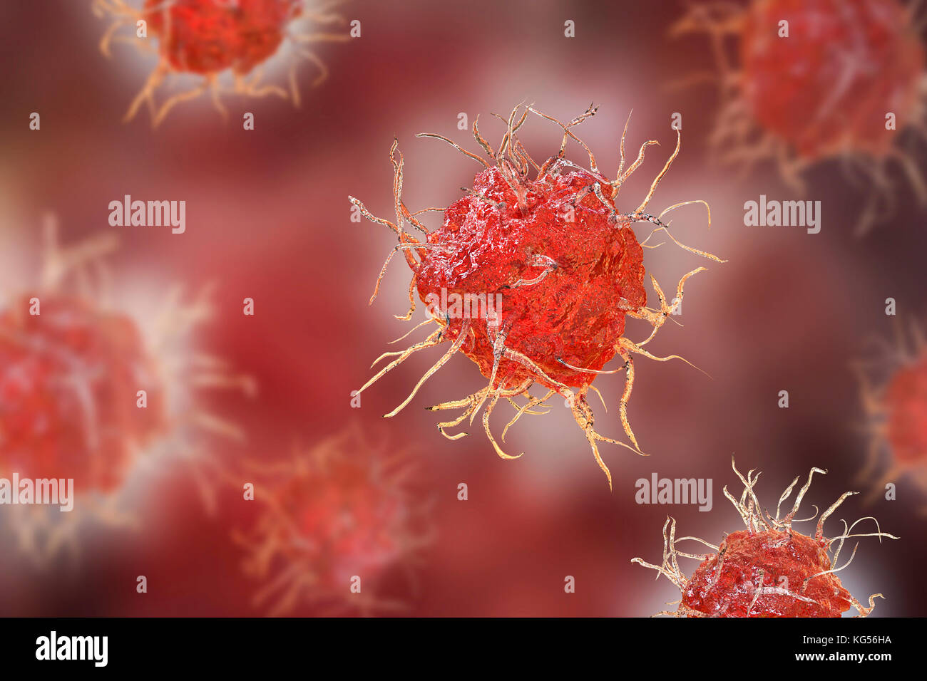 Antigen Presenting Cells Animation