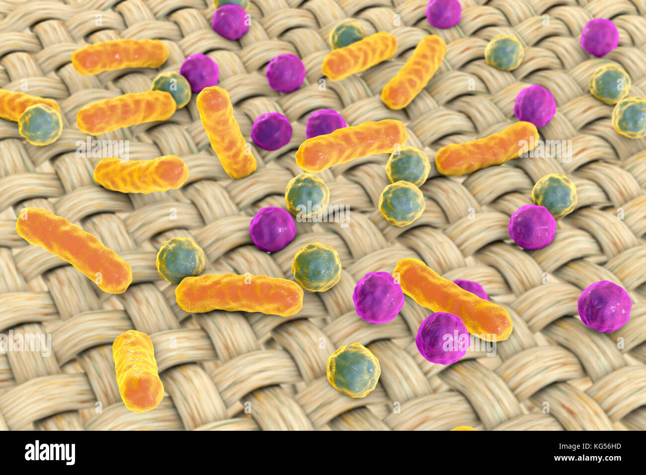 Bacteria on fabric surface, computer illustration Stock Photo - Alamy