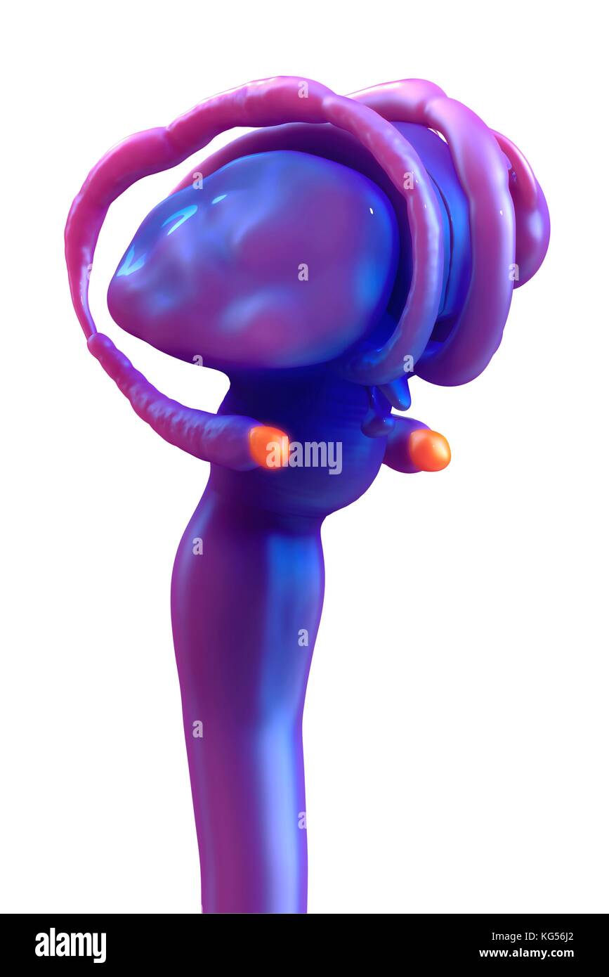 The amygdala of the human brain, illustration Stock Photo - Alamy