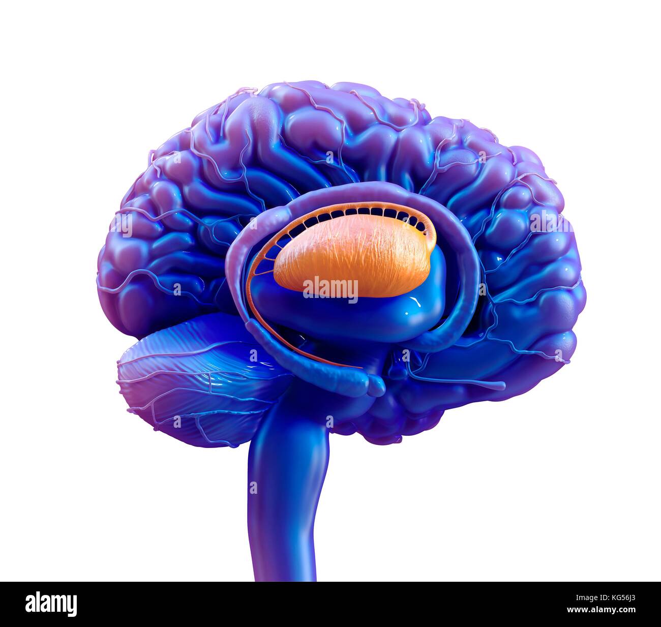The basal ganglia of the human brain, illustration Stock Photo - Alamy
