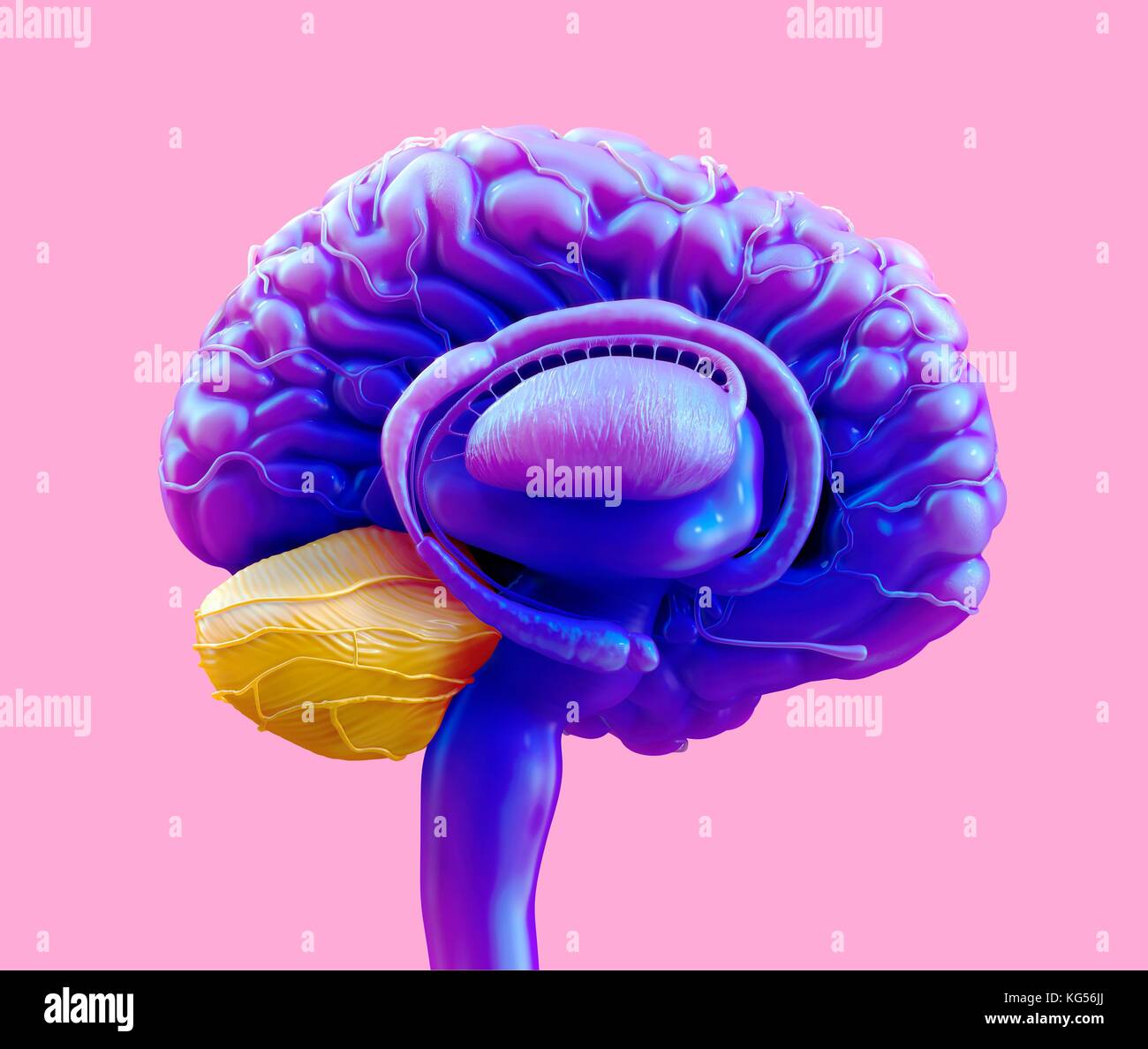 Human brain cerebellum, illustration Stock Photo - Alamy