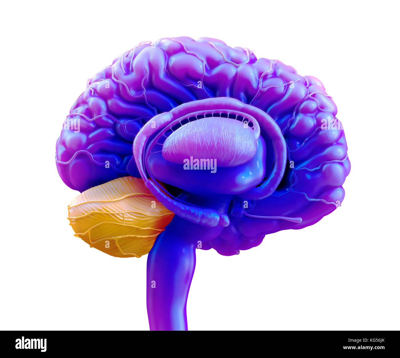 The cerebellum Cut Out Stock Images & Pictures - Alamy