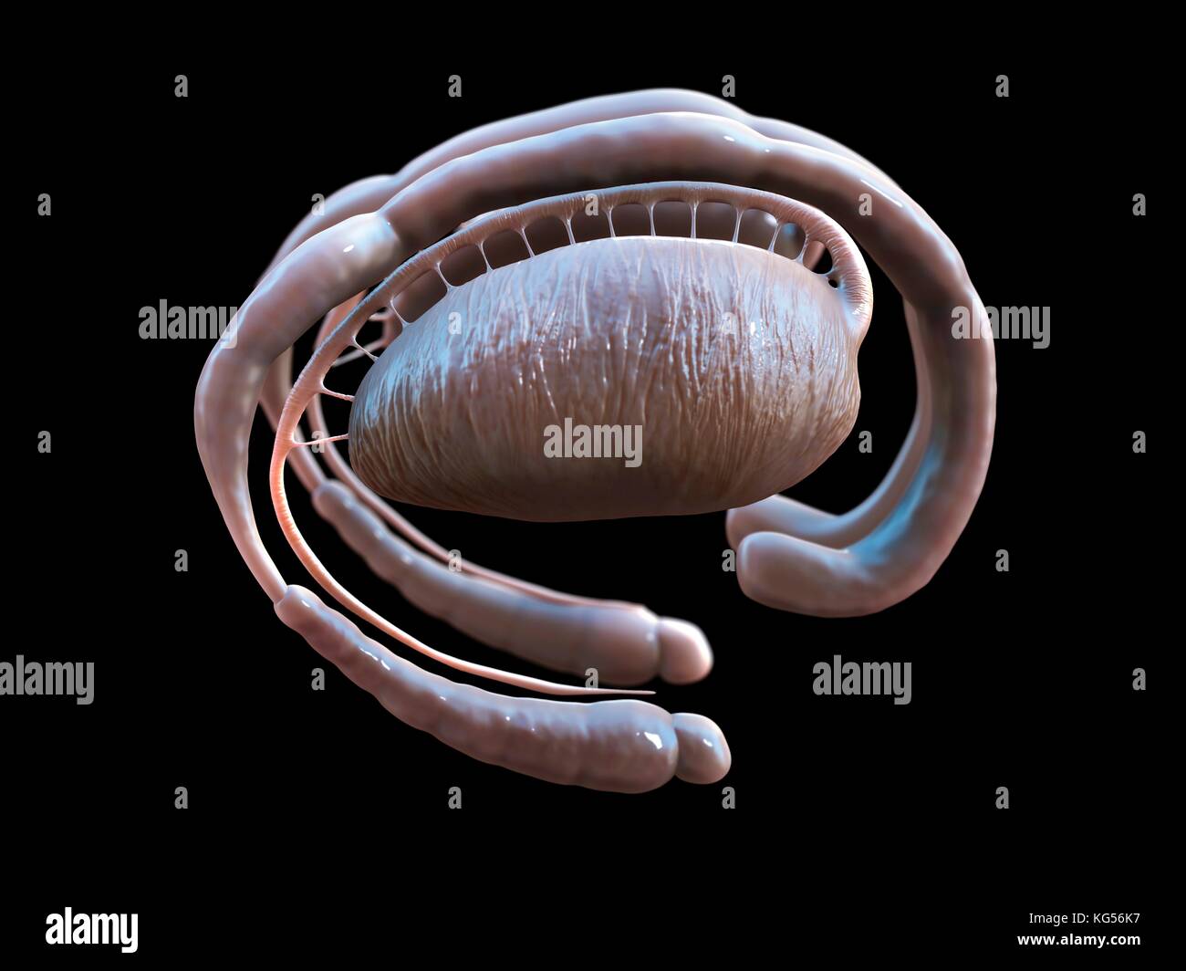 Human brain limbic system, illustration Stock Photo: 164842811 - Alamy