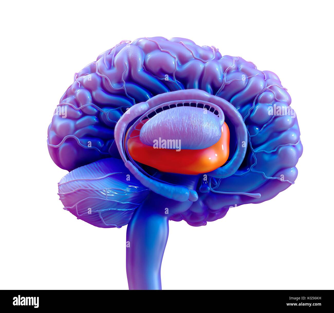 Human brain thalamus, illustration Stock Photo - Alamy