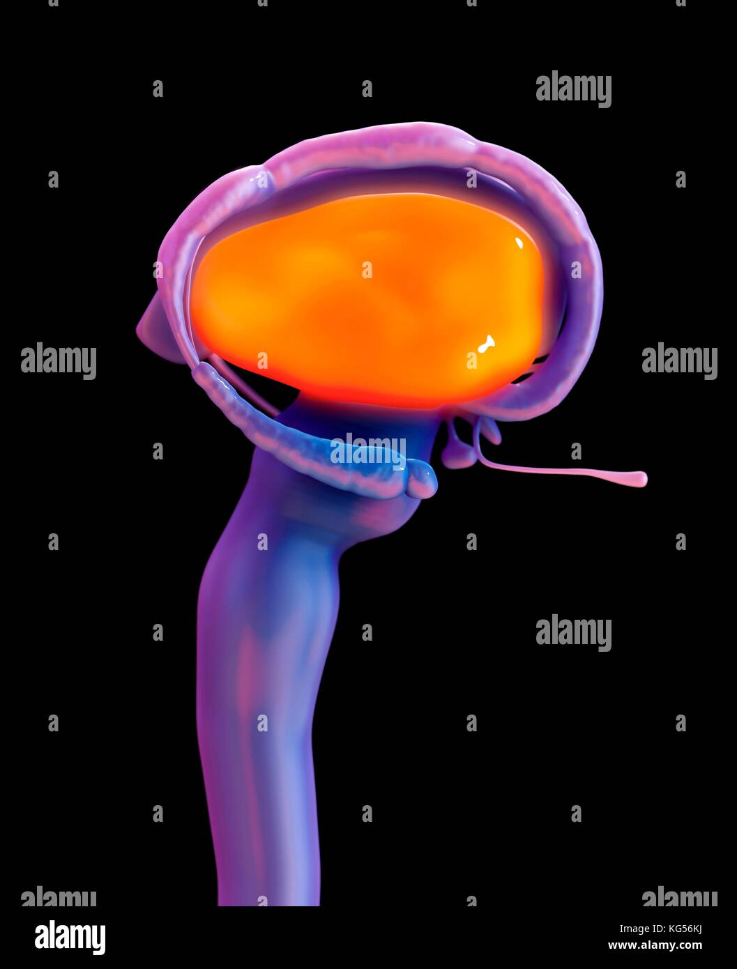 Human brain thalamus, illustration Stock Photo - Alamy