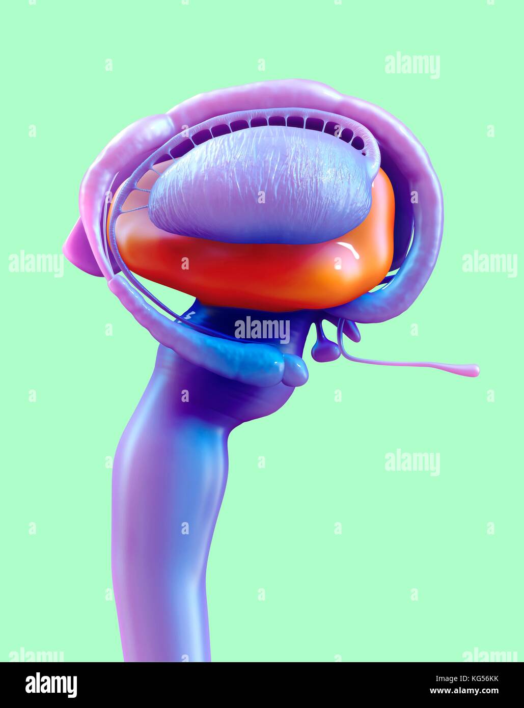 Human brain thalamus, illustration Stock Photo - Alamy