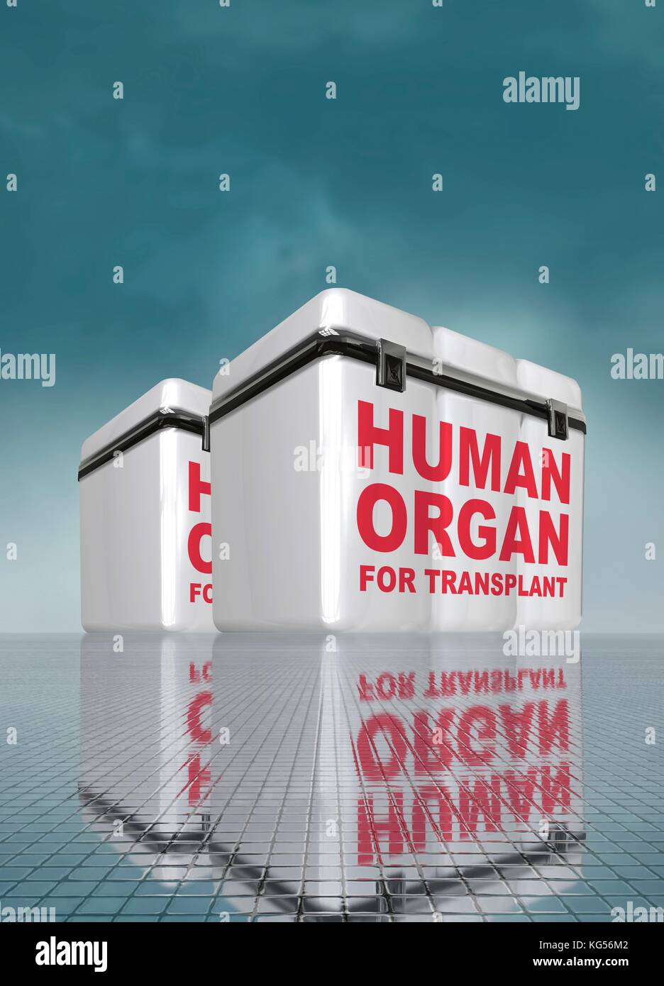 Human organs illustration hi-res stock photography and images - Alamy