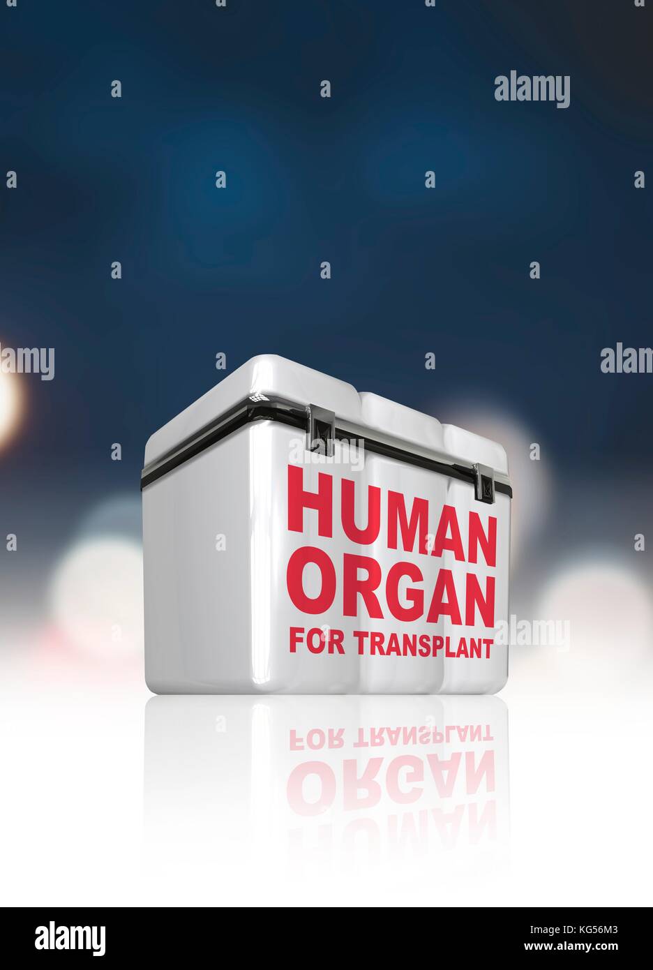 Human organs in box hi-res stock photography and images - Alamy