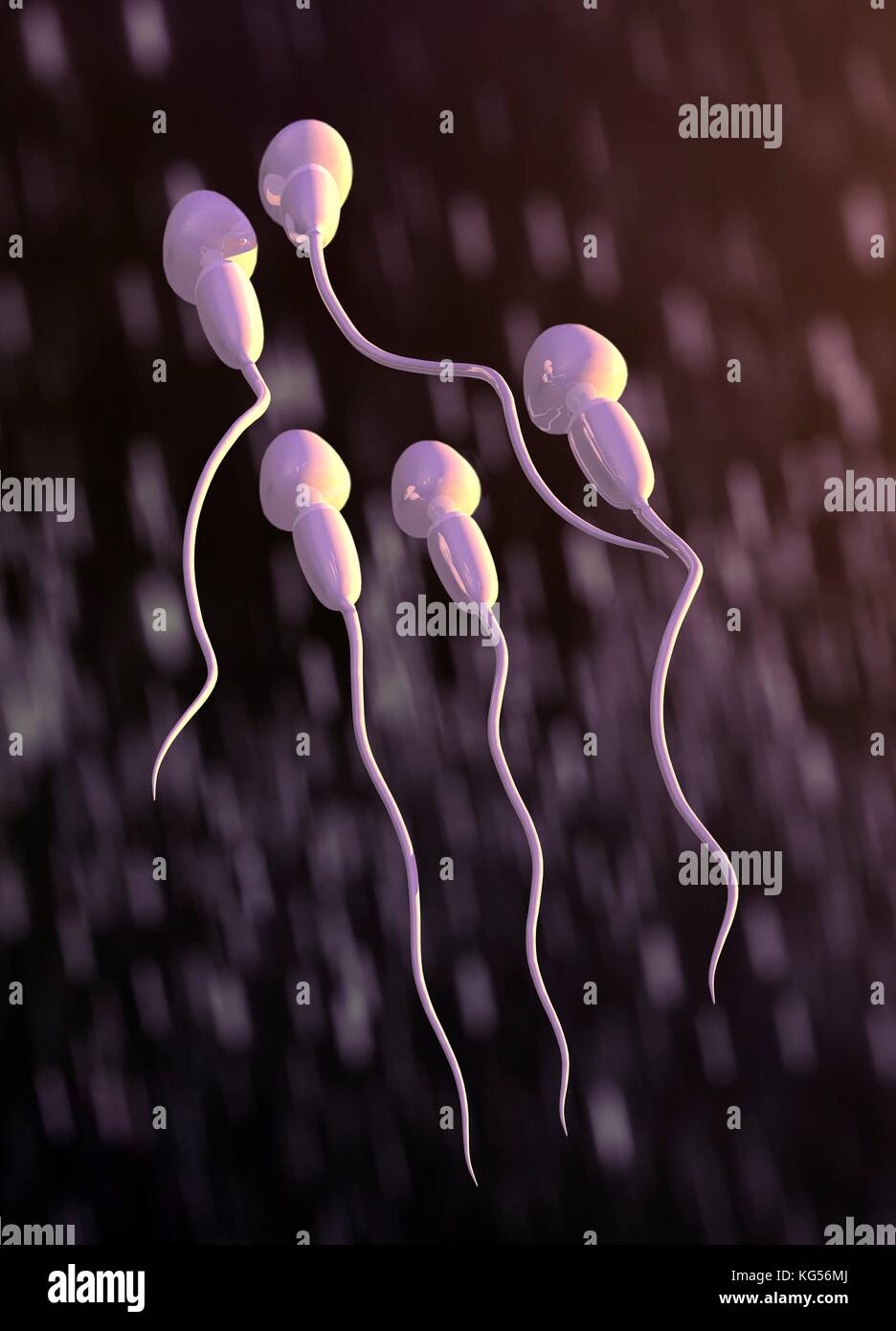 Human sperm, illustration Stock Photo - Alamy