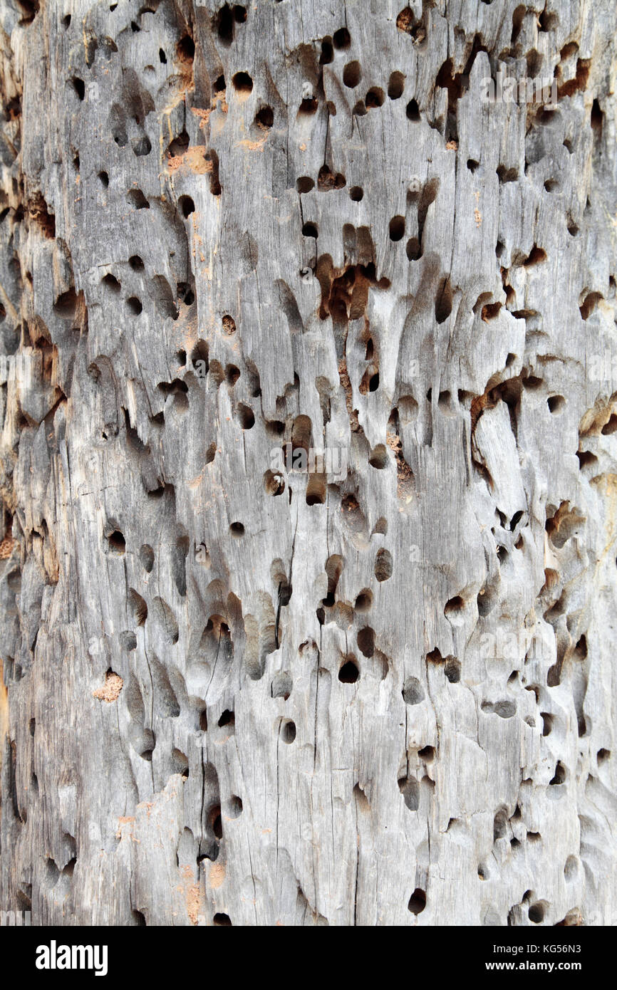 Insect holes in a tree trunk, Somerset West, Western Cape, South Africa ...