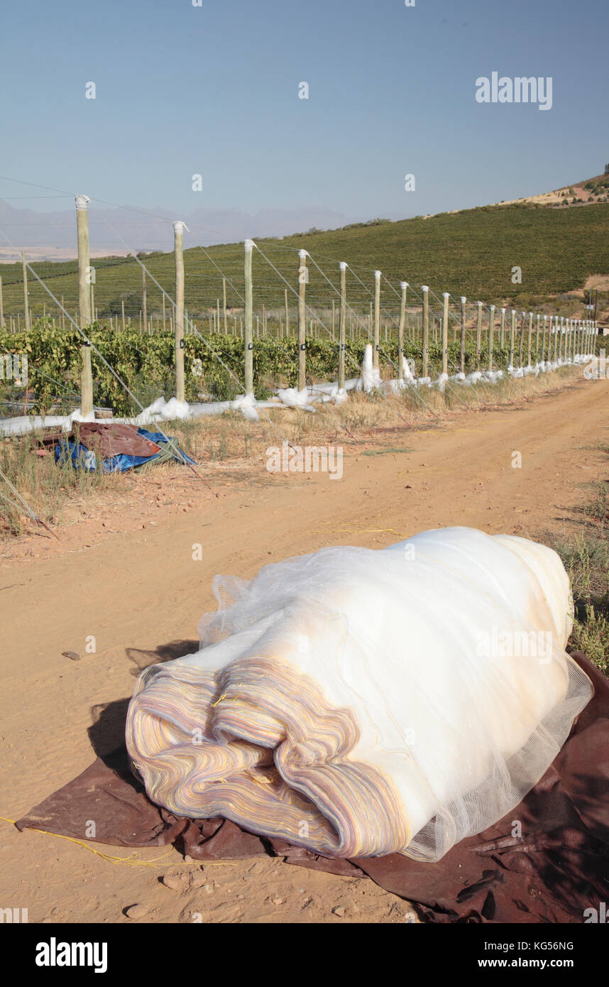 Grape netting hi-res stock photography and images - Alamy
