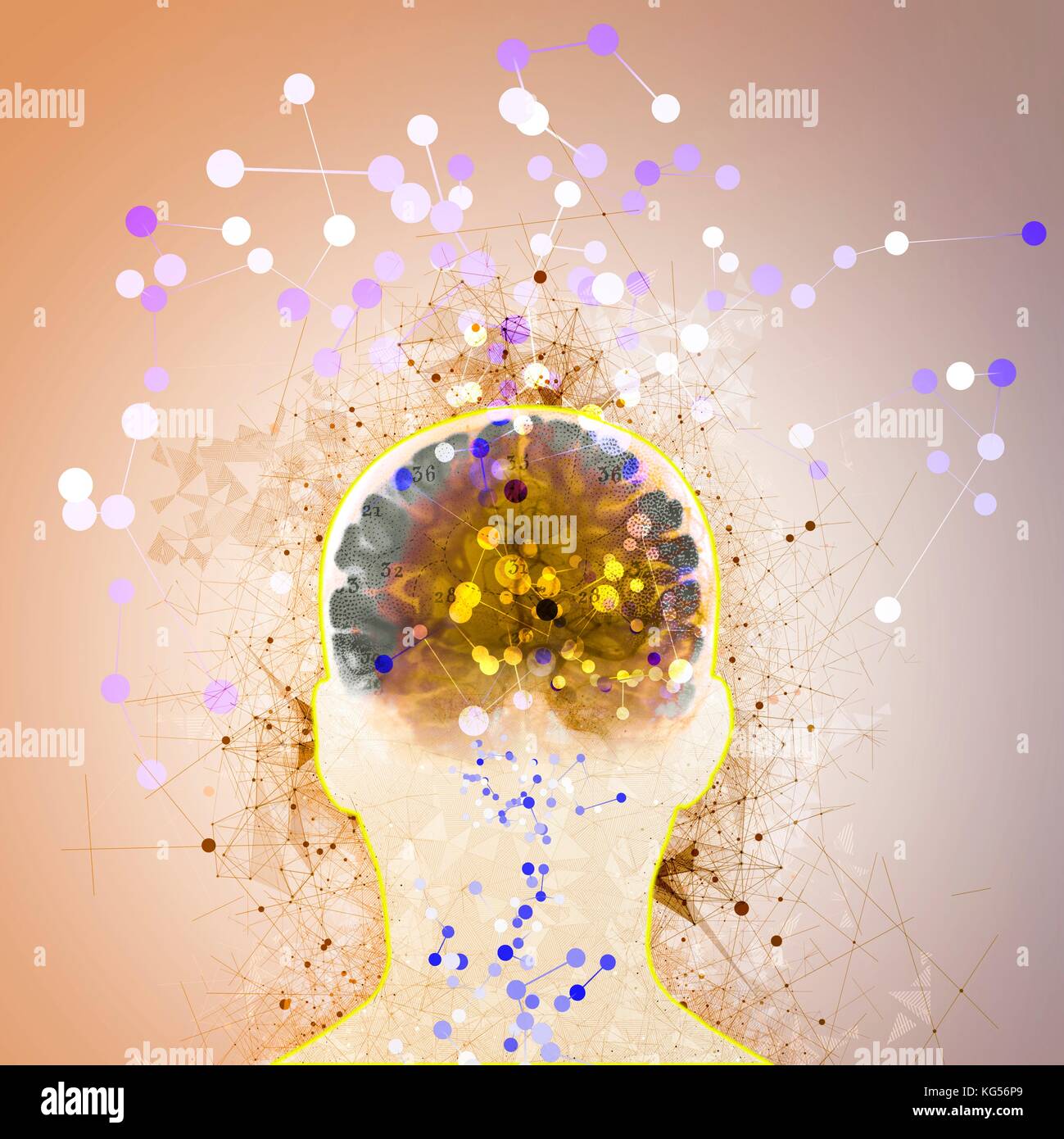 Human head with connecting lines and dots, illustration Stock Photo - Alamy