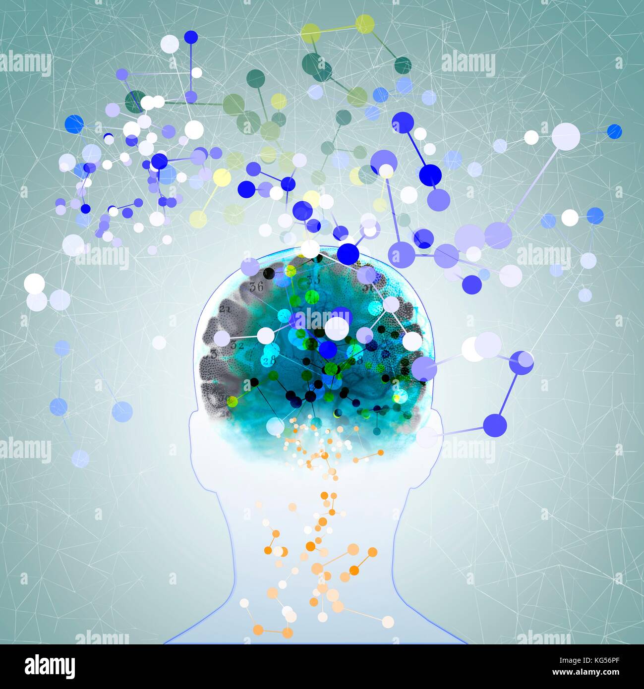 Human head with connecting lines and dots, illustration Stock Photo - Alamy