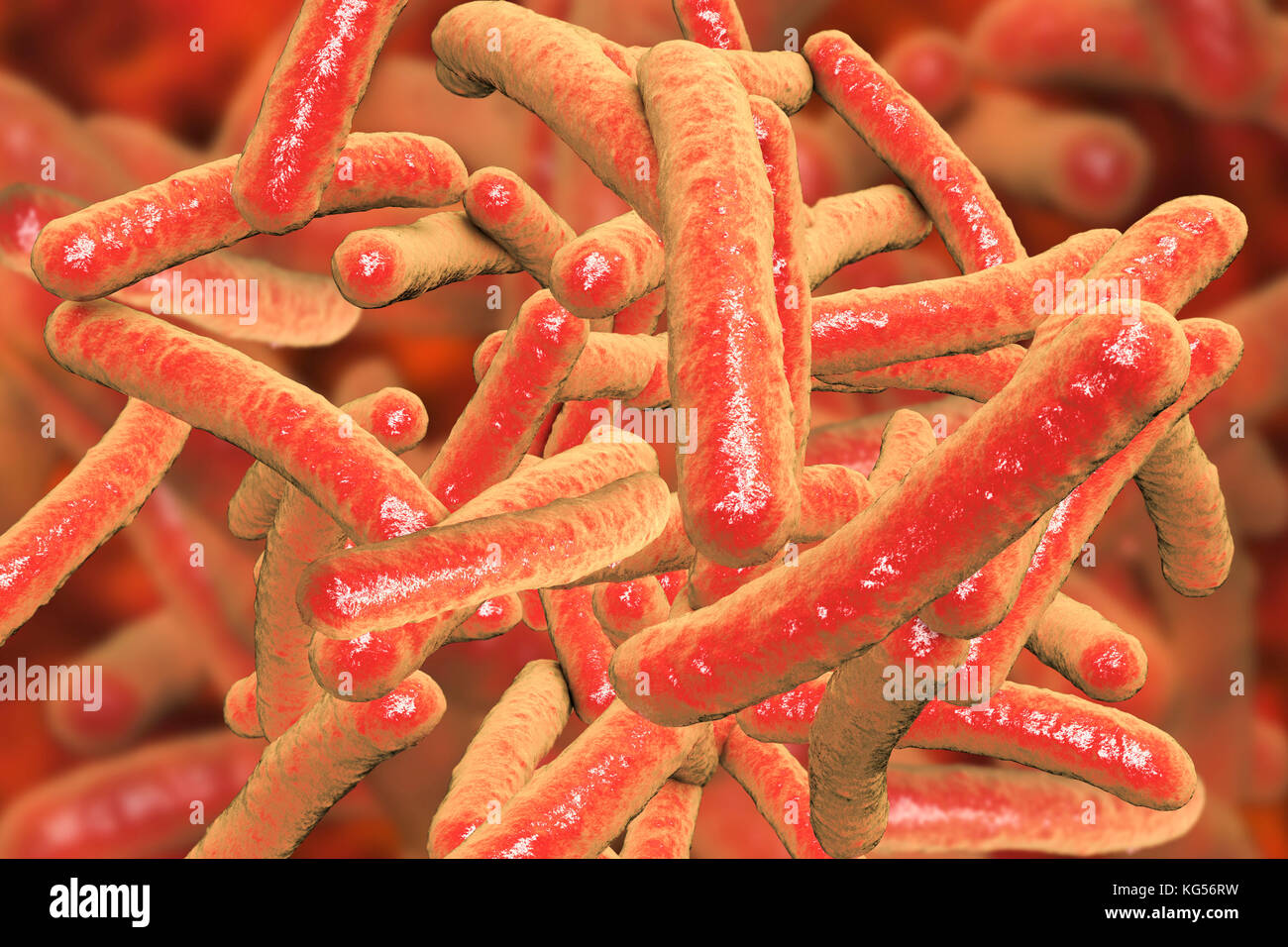 Tuberculosis bacteria. Computer illustration of Mycobacterium tuberculosis bacteria, the Gram ...