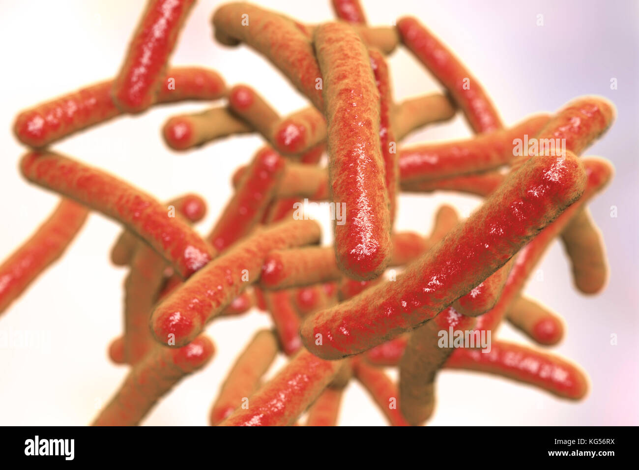 Tuberculosis bacteria. Computer illustration of Mycobacterium ...