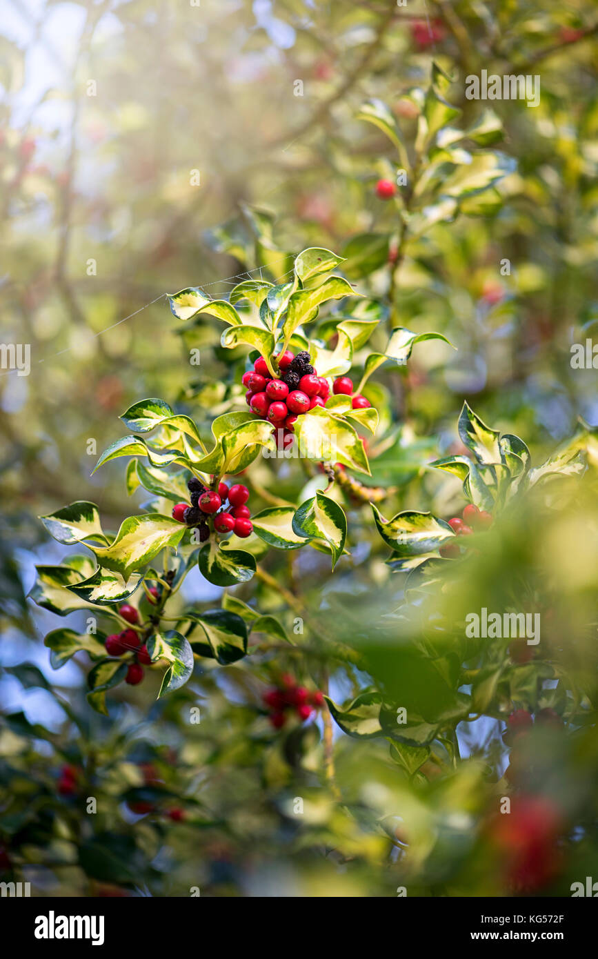 Variegated holly ilex aquifolium hi-res stock photography and images ...