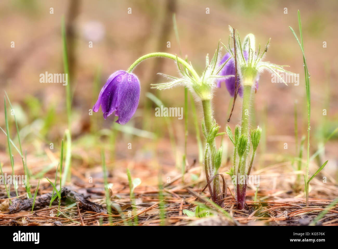 Beautiful spring background with purple delicate first spring flowers ...