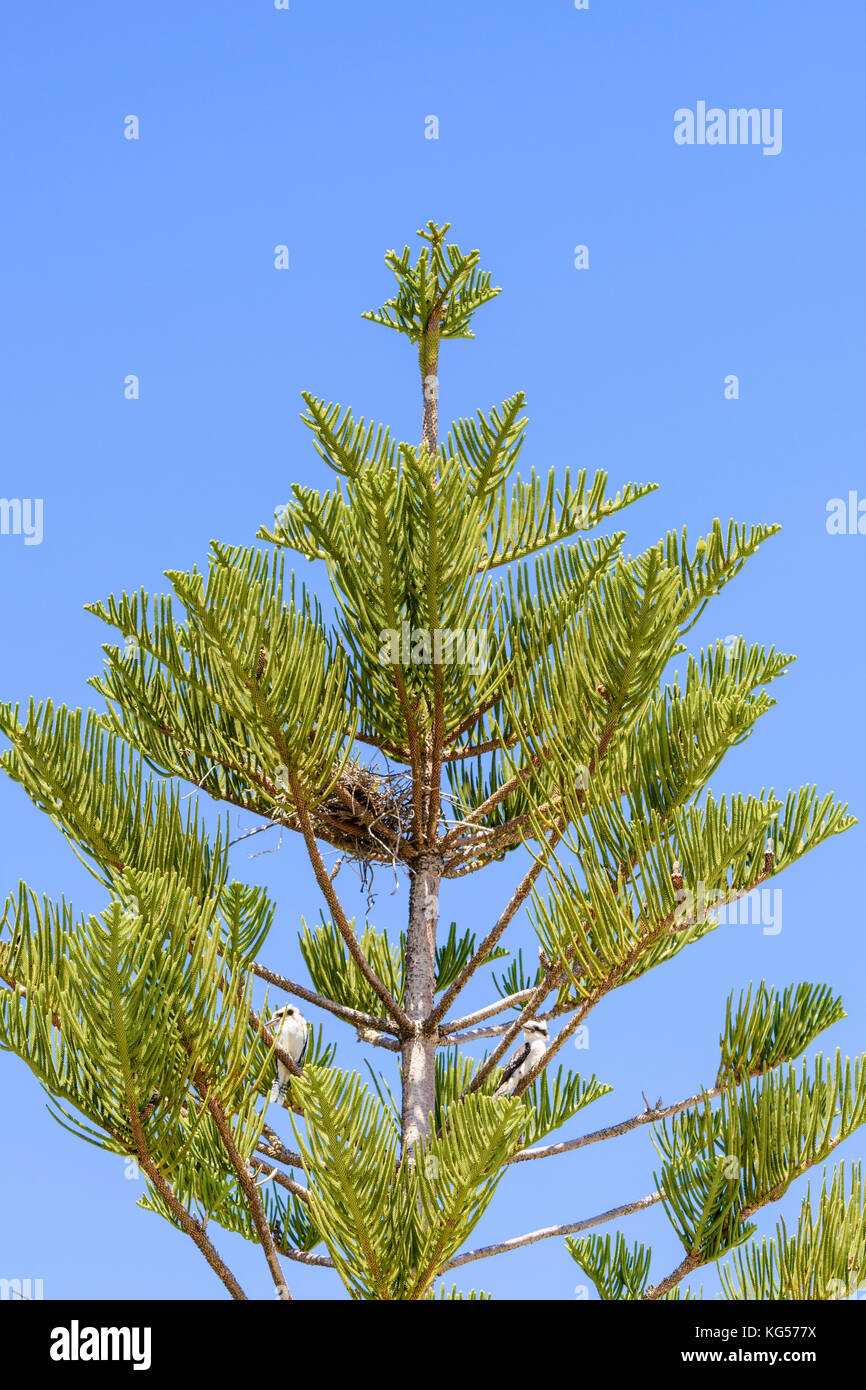 Australian pine tree hi-res stock photography and images - Alamy