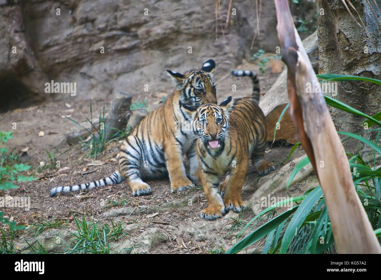 Malayan tiger cubs on exhibit at the San Diego Zoo, CA US. This is ...