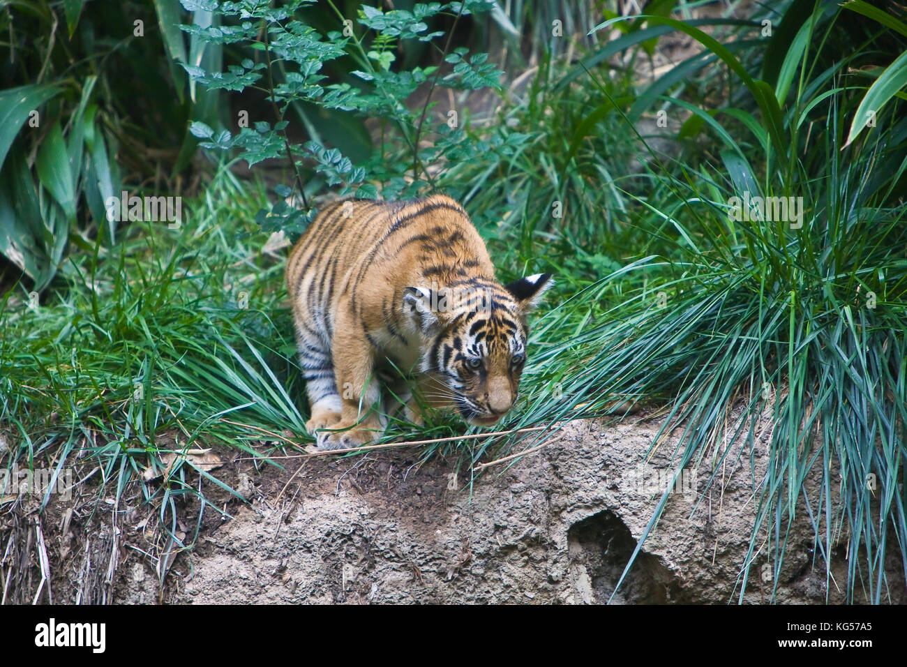 Smallest of the tiger subspecies High Resolution Stock Photography and ...
