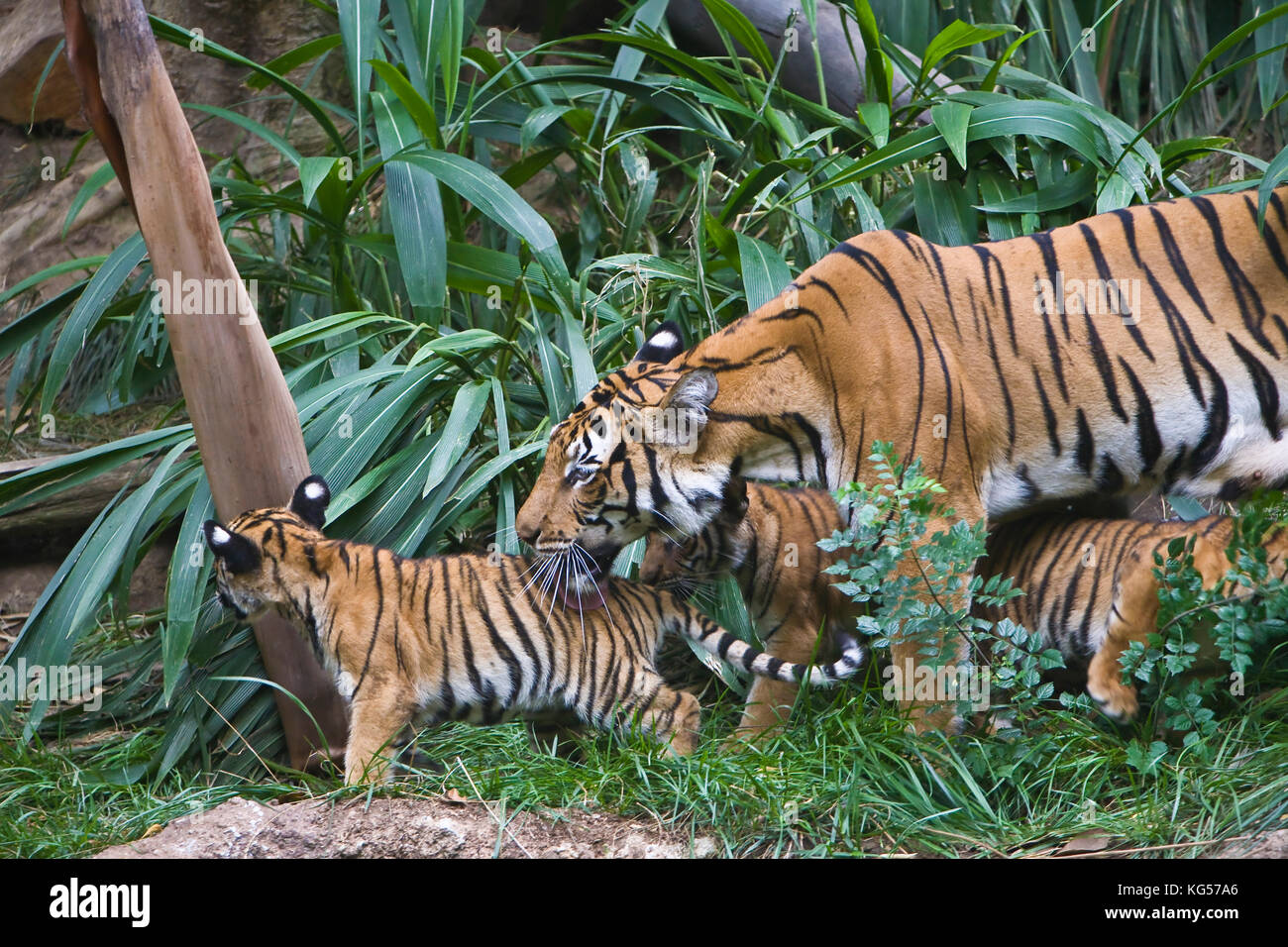 Smallest of the tiger subspecies High Resolution Stock Photography and ...