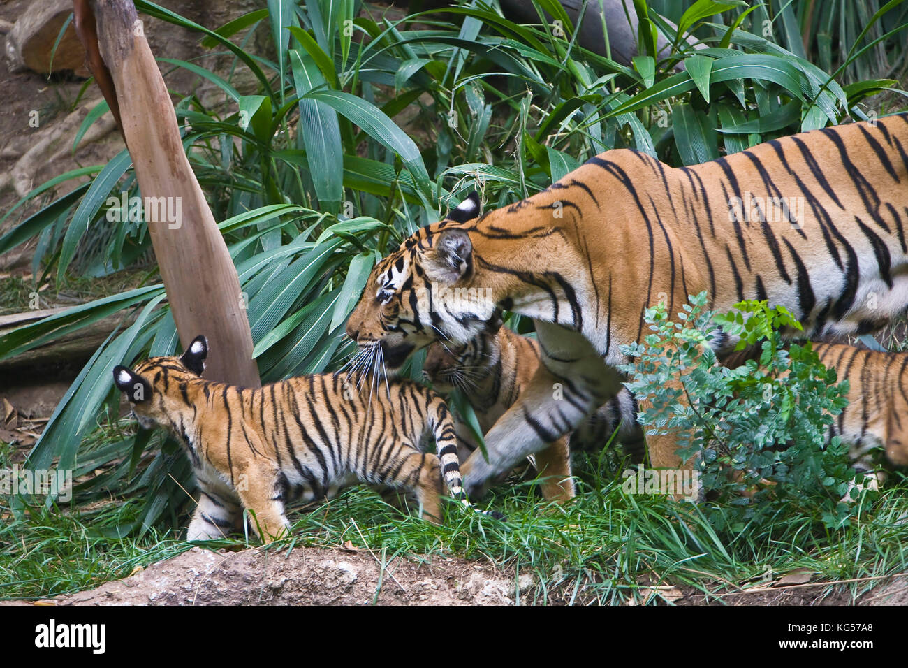 Malayan female tiger and cubs on exhibit at the San Diego Zoo, CA US ...