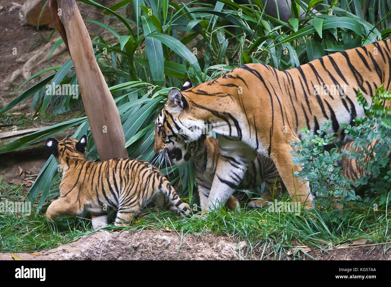 Malayan female tiger and cubs on exhibit at the San Diego Zoo, CA US ...
