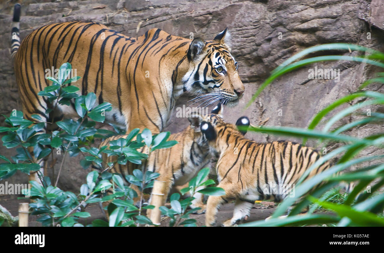 Malayan tiger cub hi-res stock photography and images - Alamy