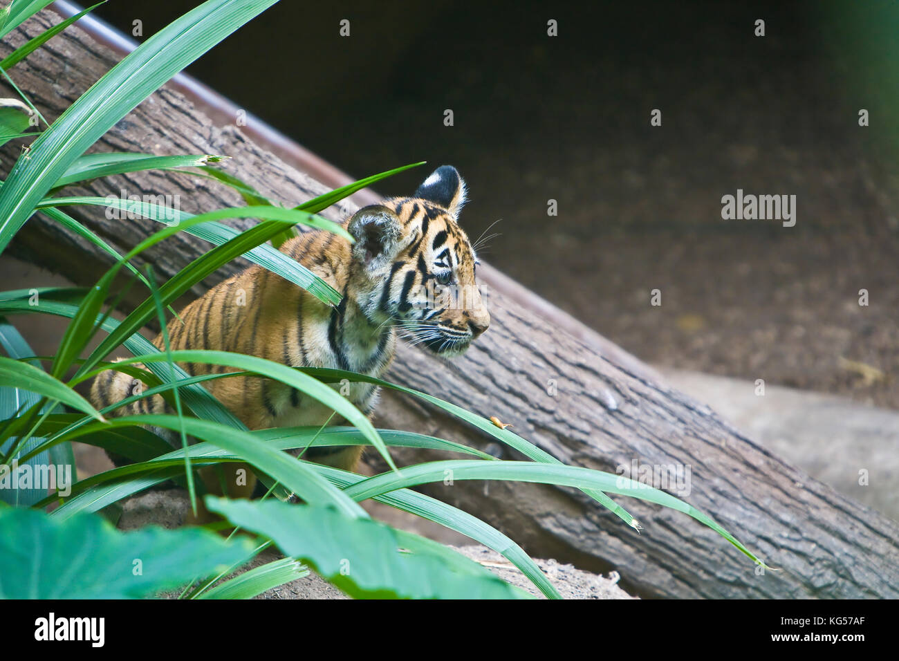 Malayan tiger cubs on exhibit at the San Diego Zoo, CA US. This is ...