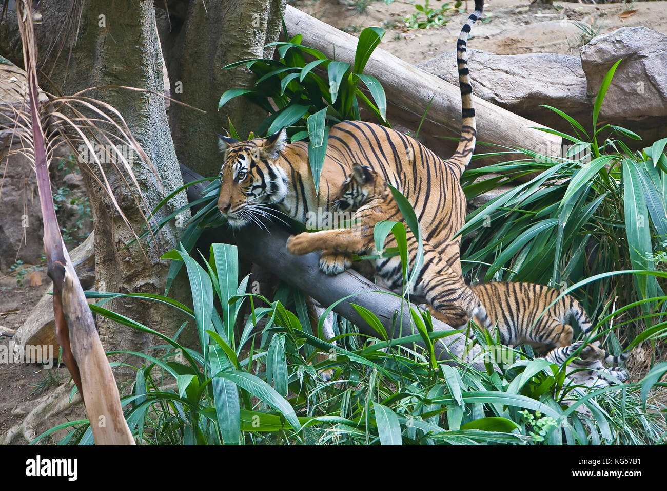 Smallest of the tiger subspecies hi-res stock photography and images ...