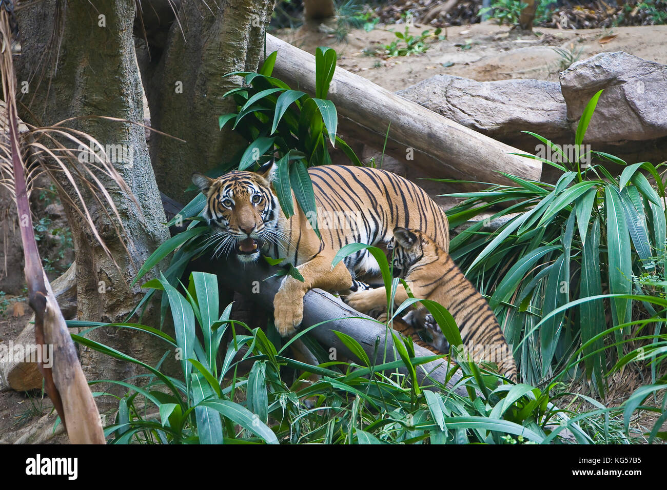 Smallest of the tiger subspecies High Resolution Stock Photography and ...