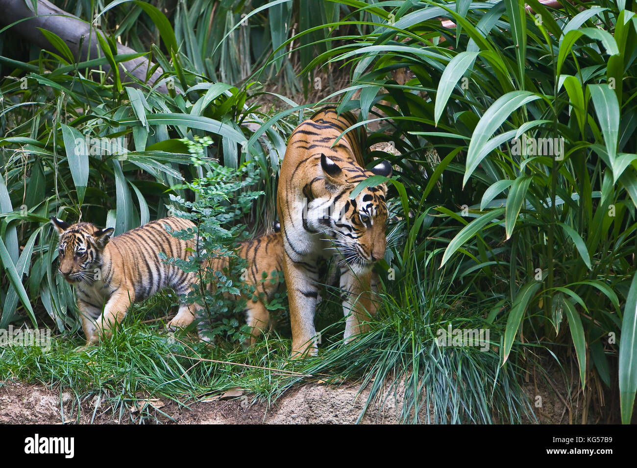 Malayan female tiger on exhibit at the San Diego Zoo, CA US. This is ...