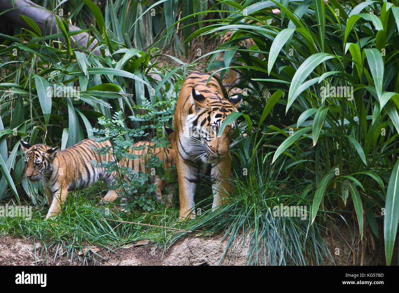 Malayan female tiger on exhibit at the San Diego Zoo, CA US. This is ...