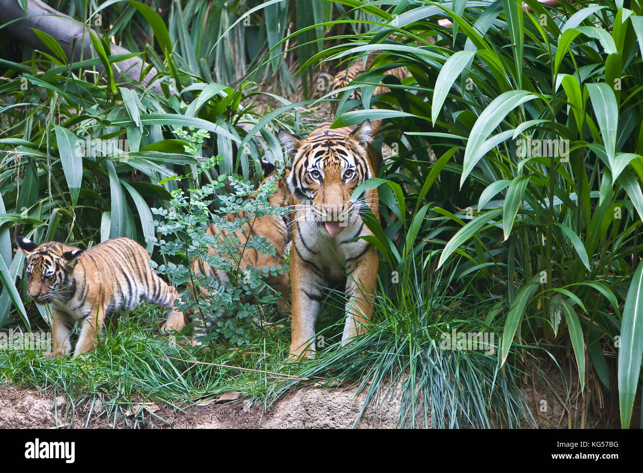 Malayan female tiger on exhibit at the San Diego Zoo, CA US. This is ...