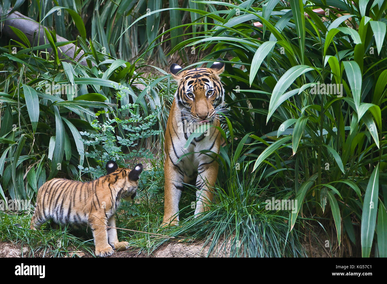 Malayan female tiger on exhibit at the San Diego Zoo, CA US. This is ...