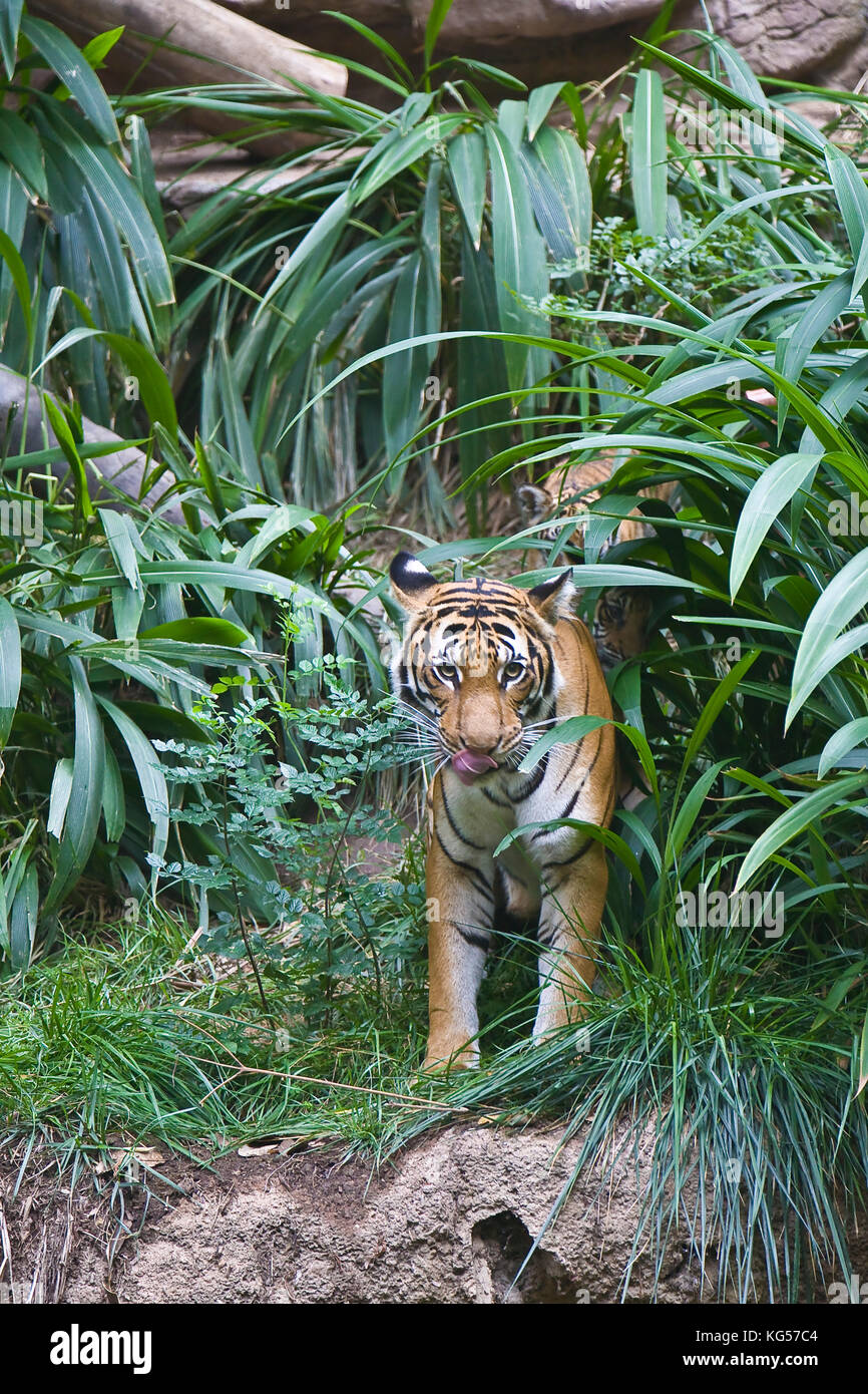 Malayan female tiger on exhibit at the San Diego Zoo, CA US. This is ...