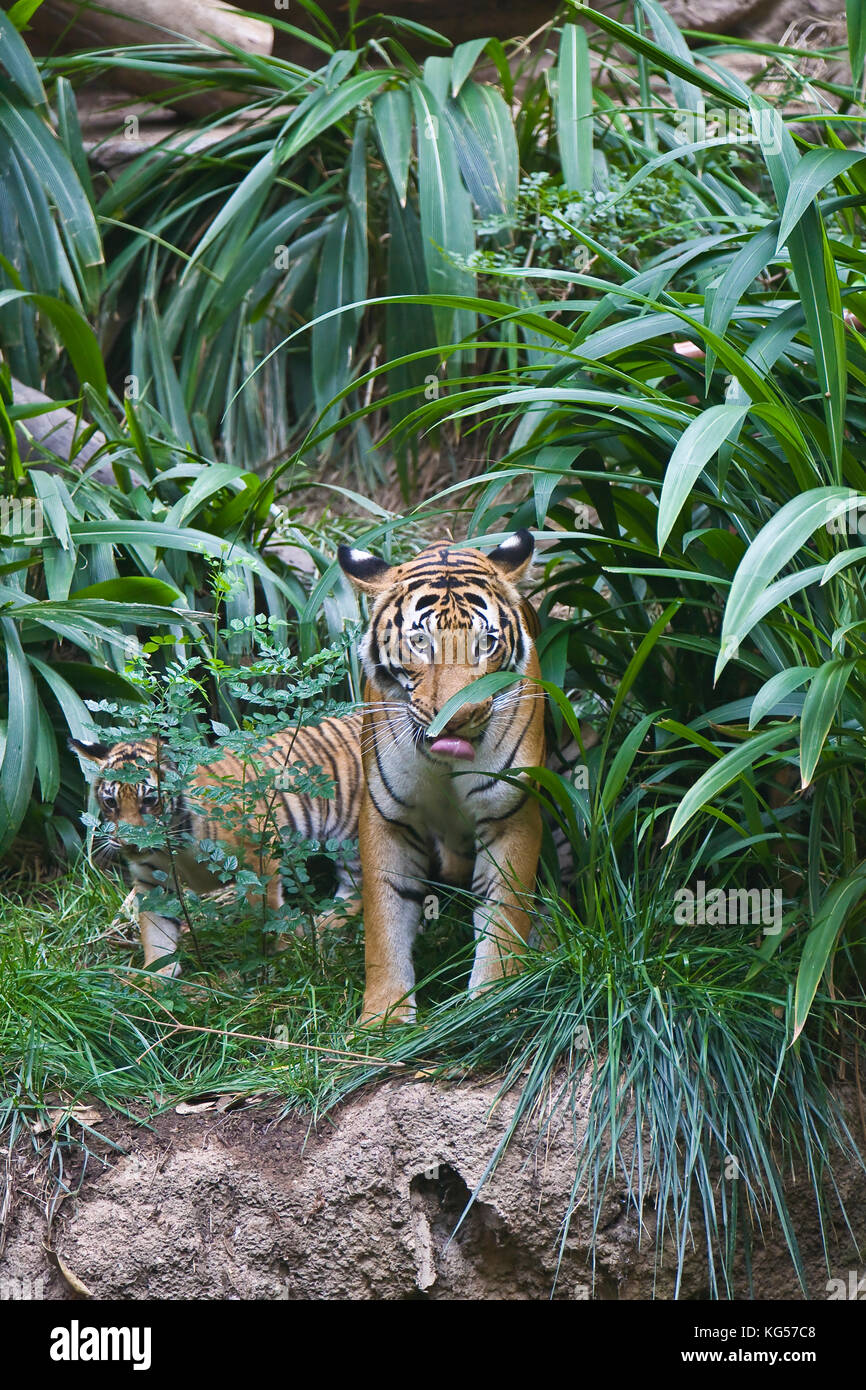 Malayan female tiger on exhibit at the San Diego Zoo, CA US. This is ...
