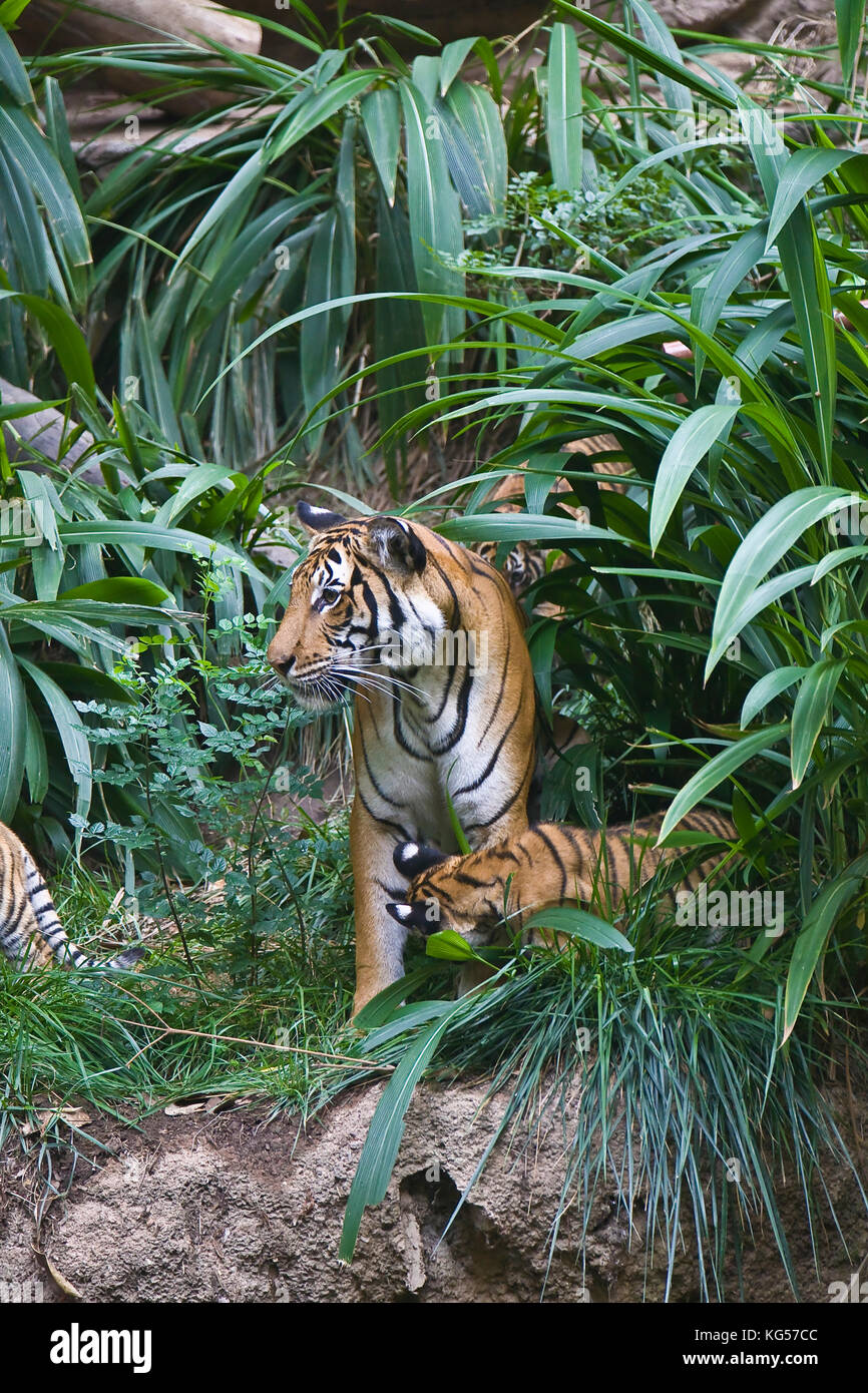 Malayan female tiger on exhibit at the San Diego Zoo, CA US. This is ...