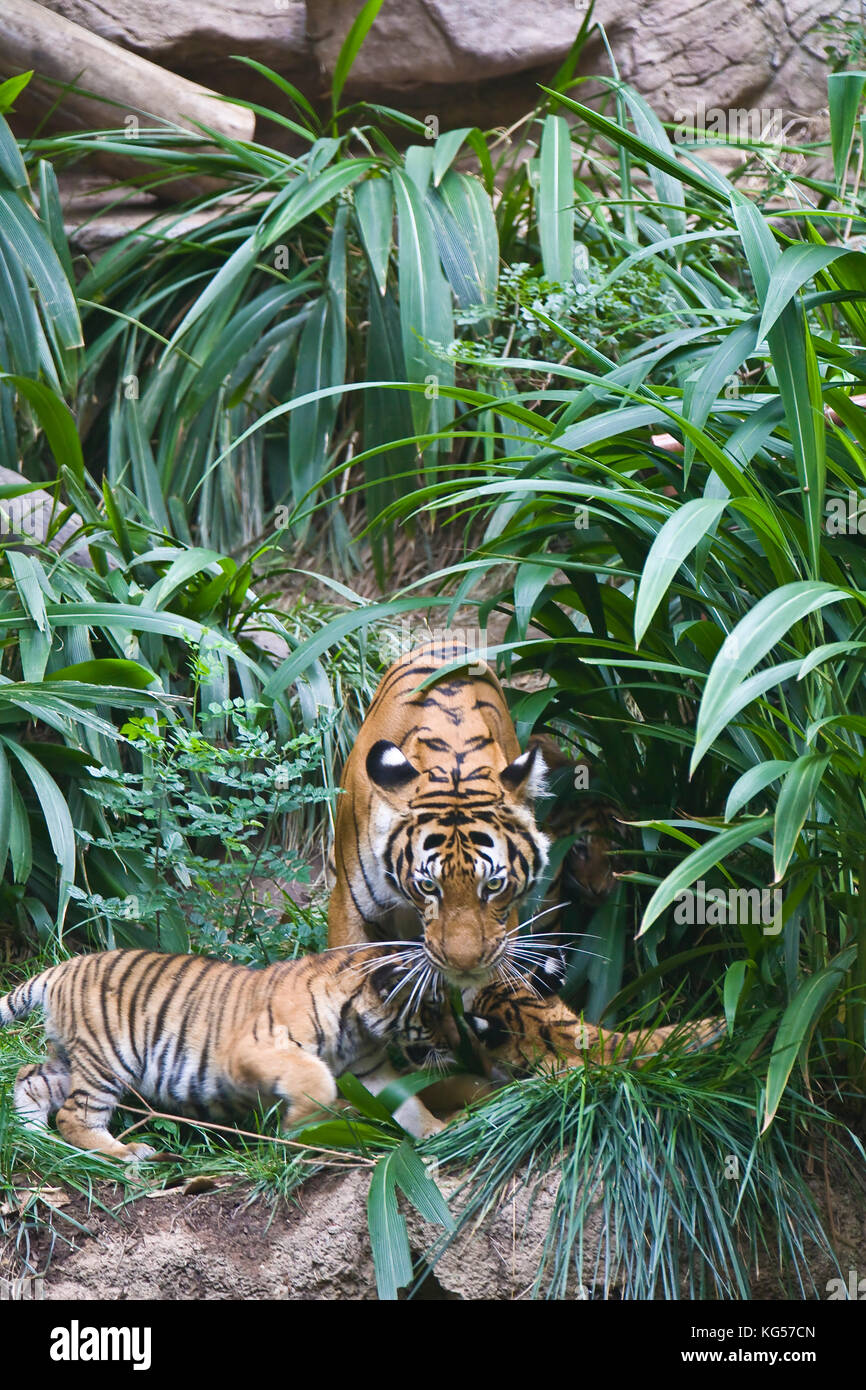 Smallest of the tiger subspecies High Resolution Stock Photography and ...