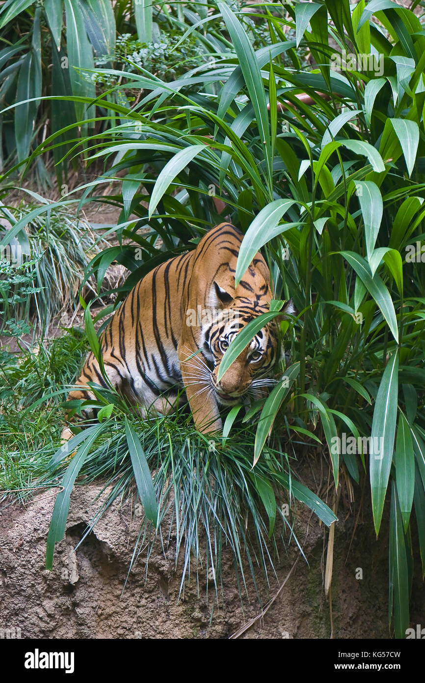 Smallest of the tiger subspecies High Resolution Stock Photography and ...