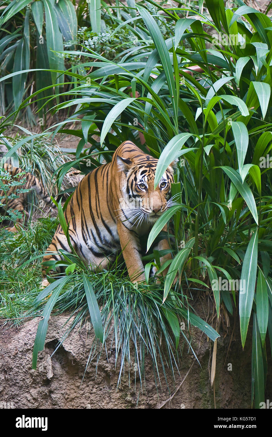 Malayan female tiger on exhibit at the San Diego Zoo, CA US. This is ...