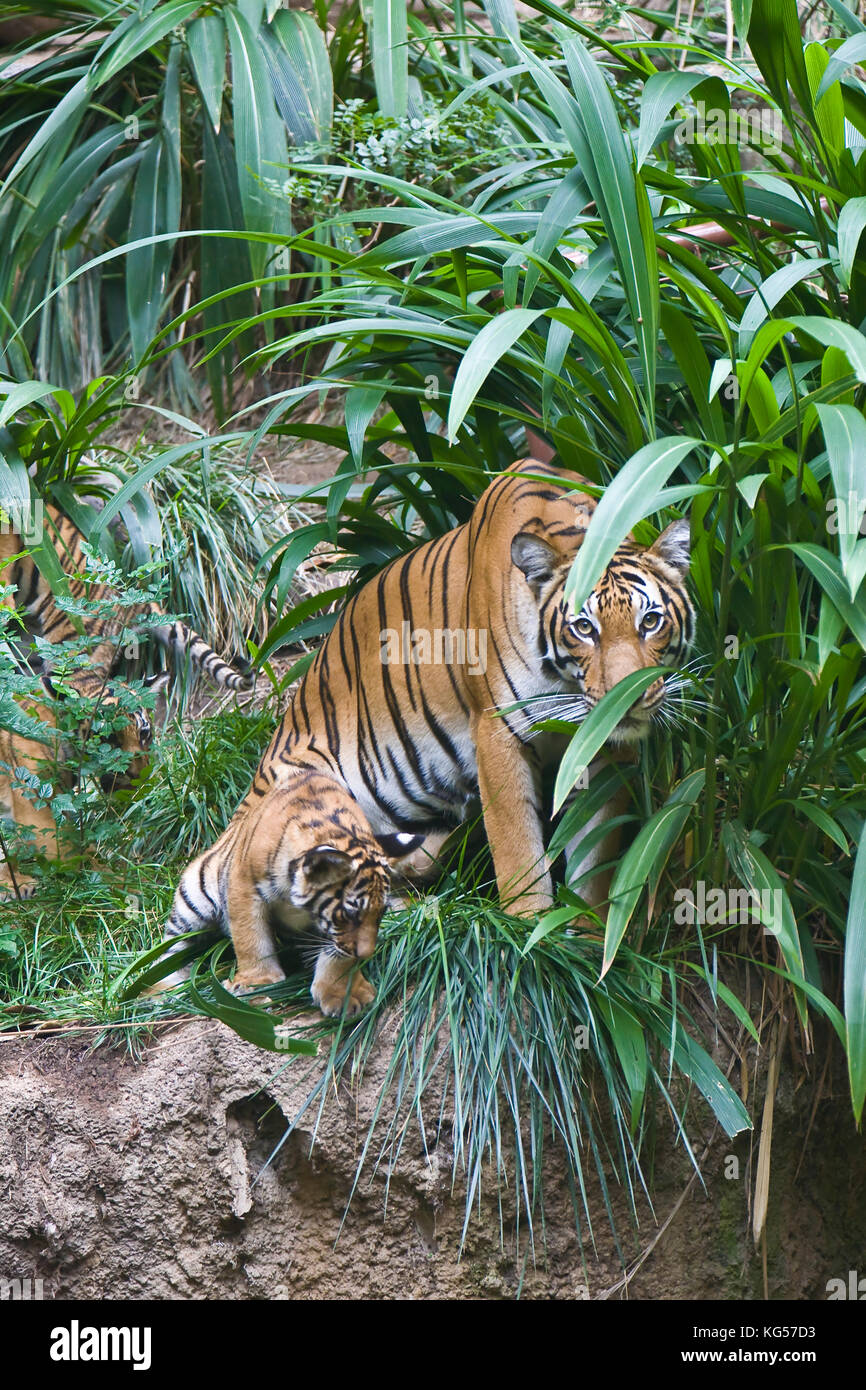 Malayan female tiger on exhibit at the San Diego Zoo, CA US. This is ...